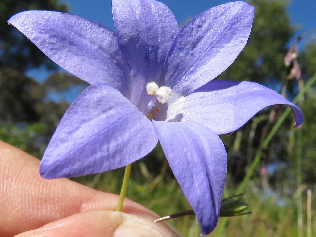 Tufted Bluebell from Londonderry Reserve, Hartley Vale NSW 2790 ...