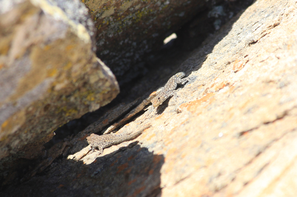 Spotted Day Gecko from Skuinsbaai on October 26, 2023 at 11:10 AM by ...