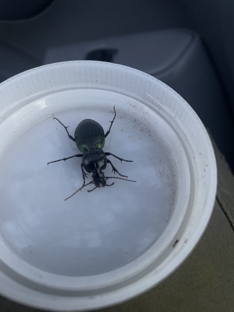 Pamborus from Central Trl, Armidale, NSW, AU on October 30, 2023 at 07: ...