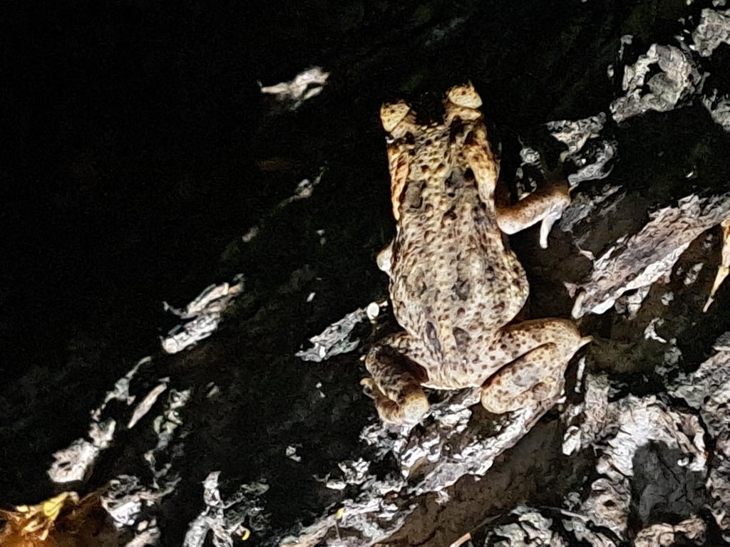 Cane Toad from 89CP+QCH, Viseisei, Fiji on October 30, 2023 at 07:28 PM ...