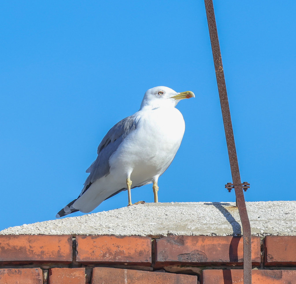 Yellow-legged Gull from Josipa Kosora, Dubrovnik, 19, HR on October 30 ...