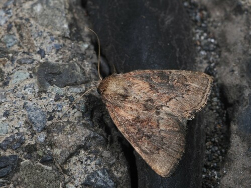 Anapamea incerta · iNaturalist