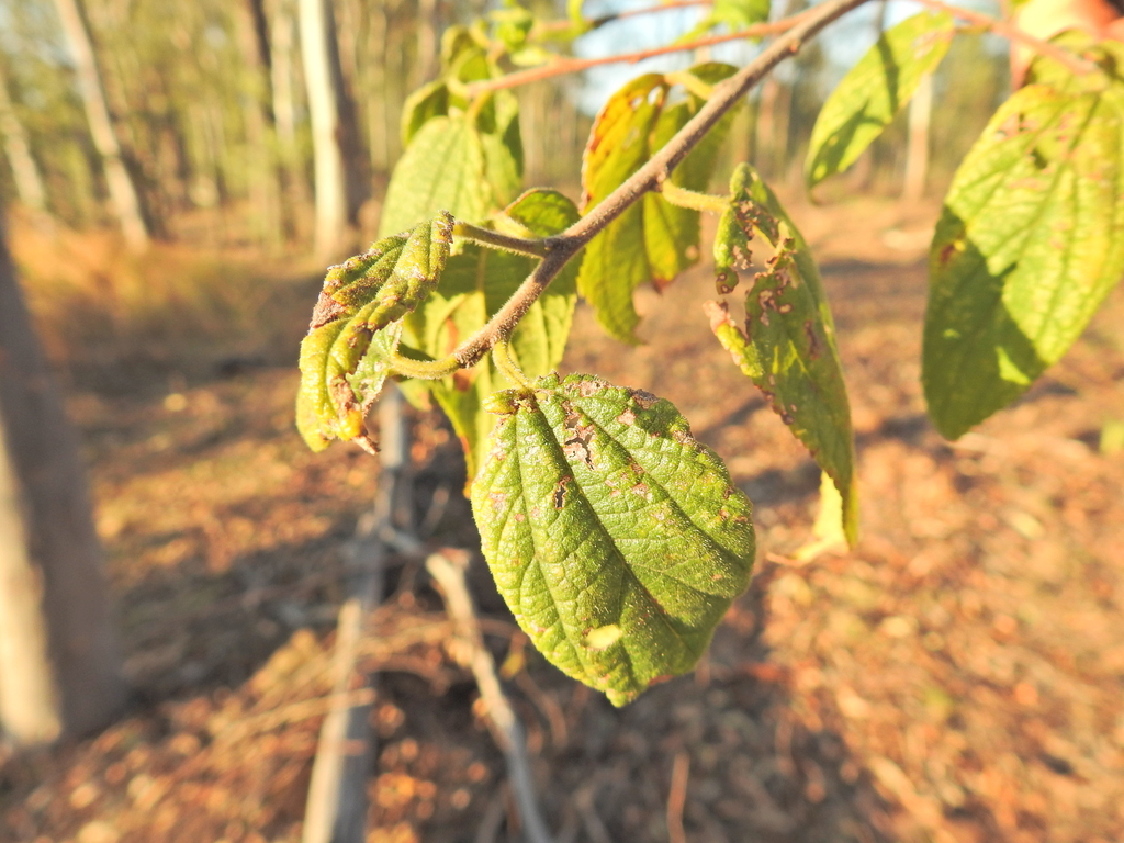 Nettle Tree from Tiaro QLD 4650, Australia on October 30, 2023 at 05:21 ...