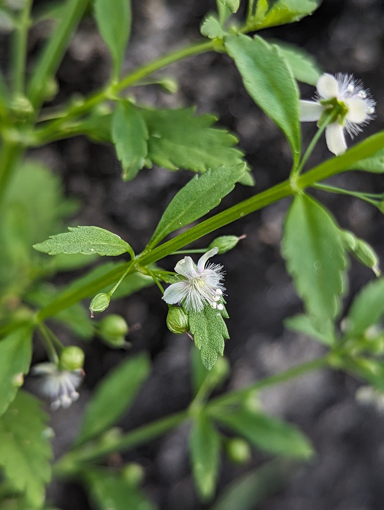 licorice weed from Wooroonooran QLD 4860, Australia on October 30, 2023 ...