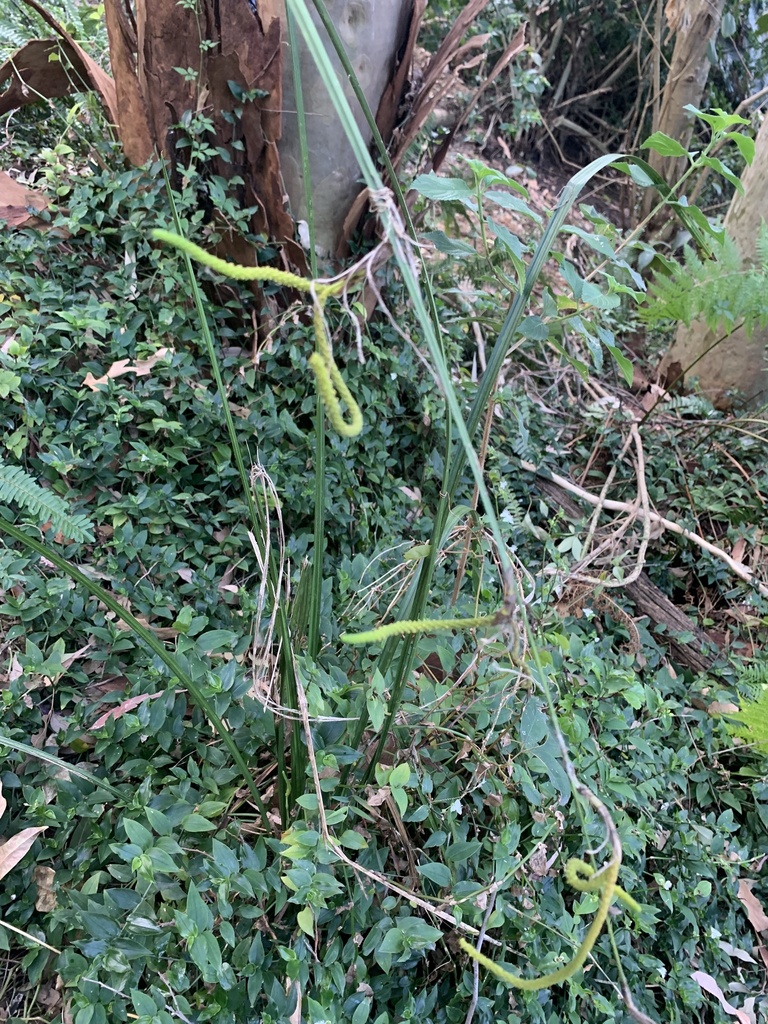 settler's flax from Kevin Ave, Avalon Beach, NSW, AU on October 30 ...