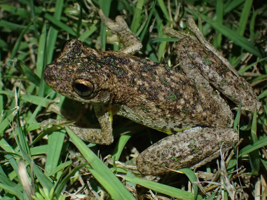 Peron's Tree Frog in October 2023 by Michelle Colpus · iNaturalist