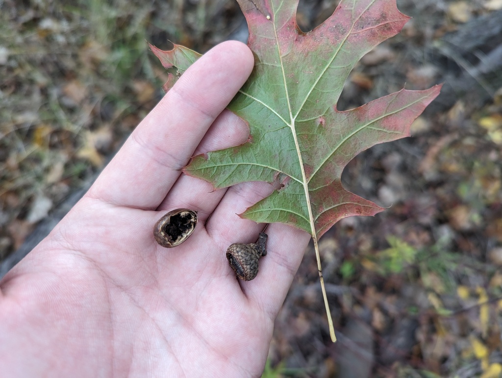 northern pin oak in October 2023 by Ryan Sorrells · iNaturalist