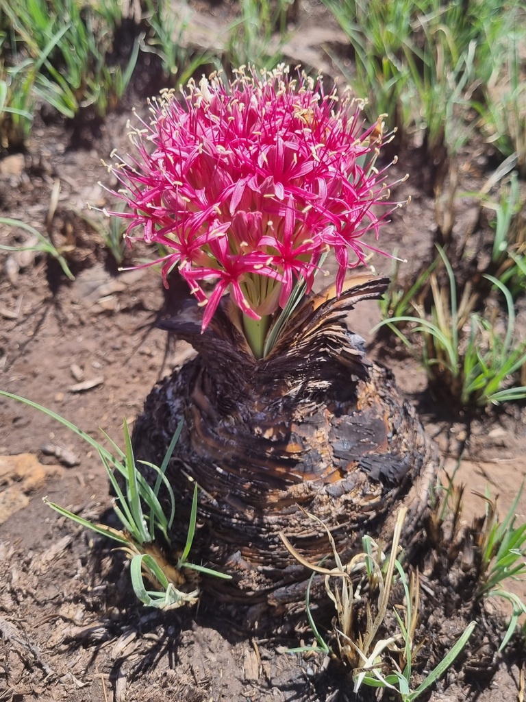 Poison-bulb from Pretoria Rural, Centurion, South Africa on October 24 ...