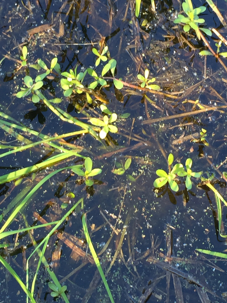 Alligatorweed (Alternanthera philoxeroides) - Botanical Realm