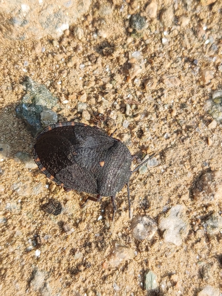 Cyclopelta from 山东省青岛市崂山区小管岛村 on October 14, 2023 at 02:22 PM by 艾AA ...