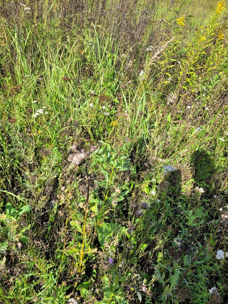 creeping thistle from Troitsky Administrative Okrug, Moscow, Russia on ...