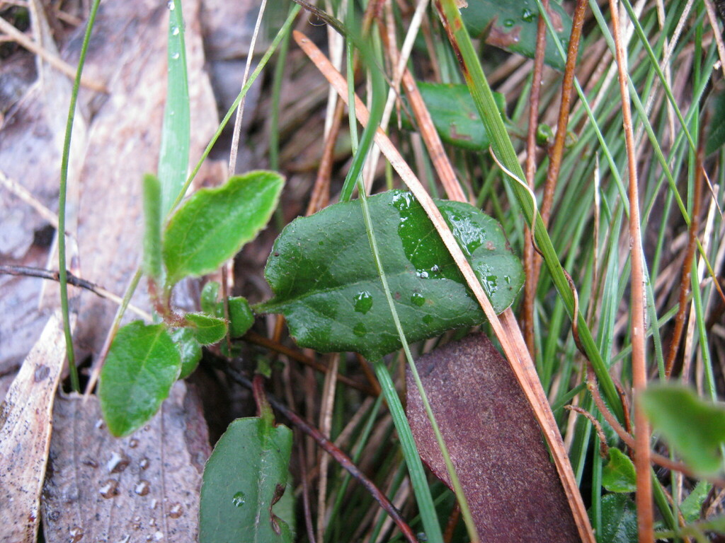 Orange Bell-climber from Heathfield SA 5153, Australia on July 22, 2015 ...