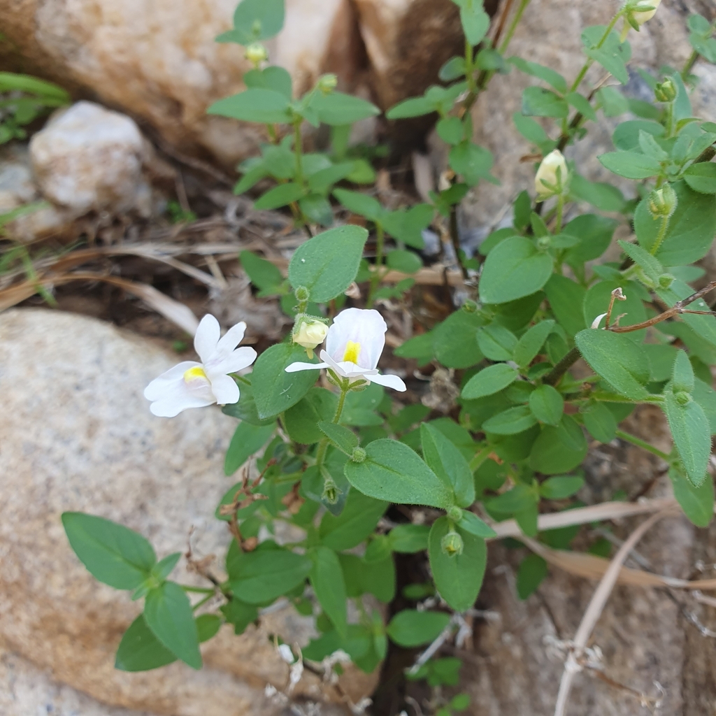 Nemesia lanceolata from Ais - Ais/Richtersveld, ZA-NC-NA, ZA-NC, ZA on ...