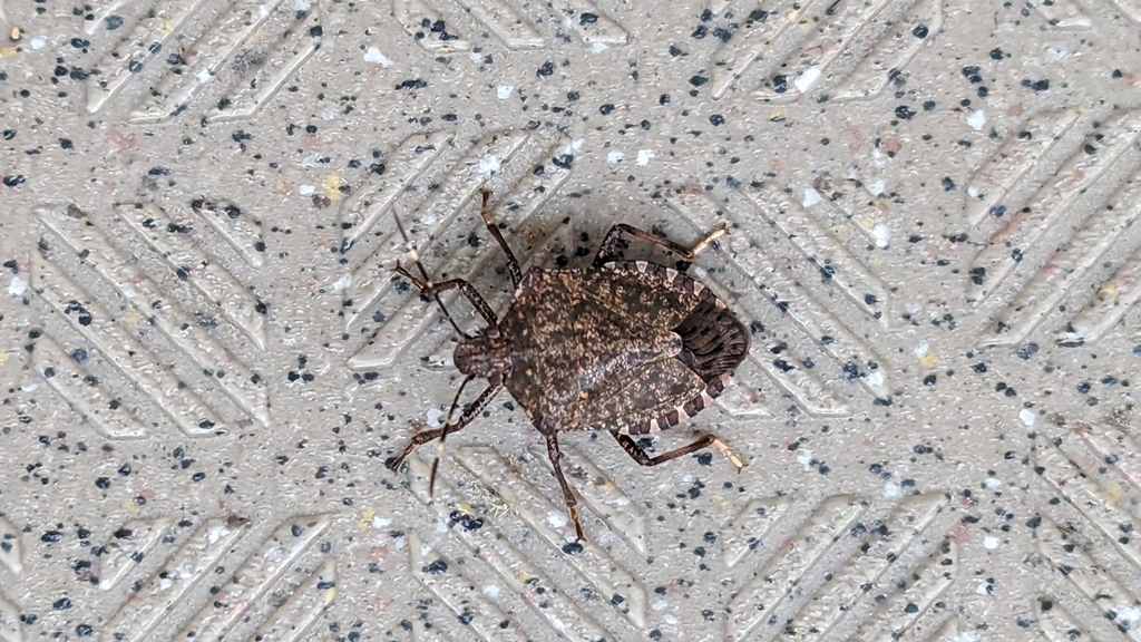 Brown Marmorated Stink Bug from 25-1 Kurahashichō, Maizuru, Kyoto 625 ...