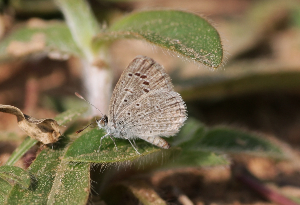 Lesser Grass Blue from Prempura, Rajasthan, India on December 8, 2016 ...