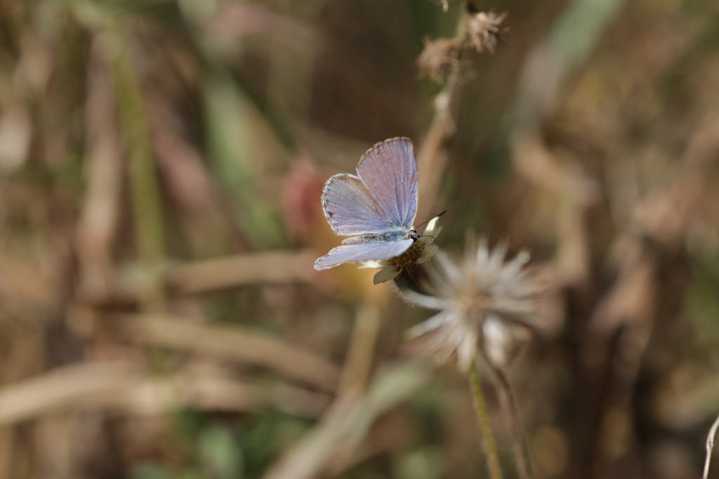 Typical Blues from Jamool Khera, Rajasthan, India on December 11, 2016 ...