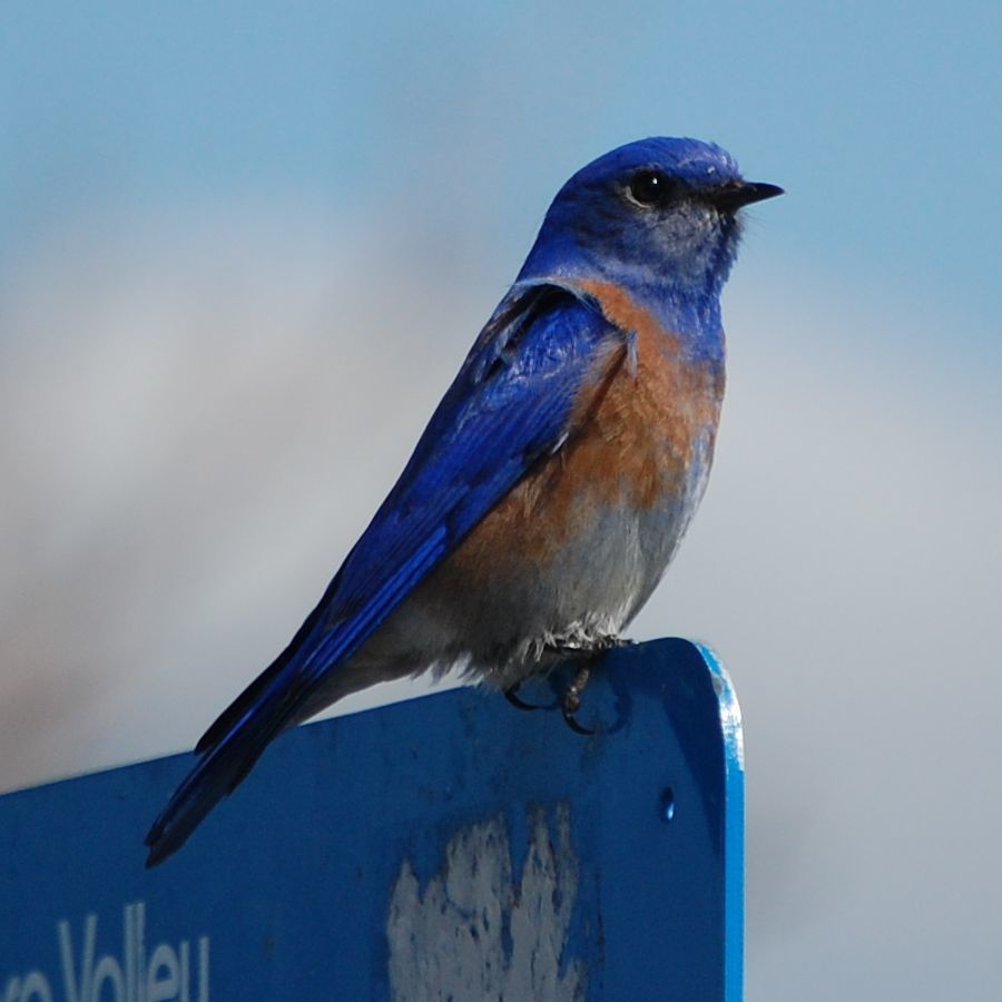 Western Bluebird from Santa Clara County, US-CA, US on March 07, 2009 ...