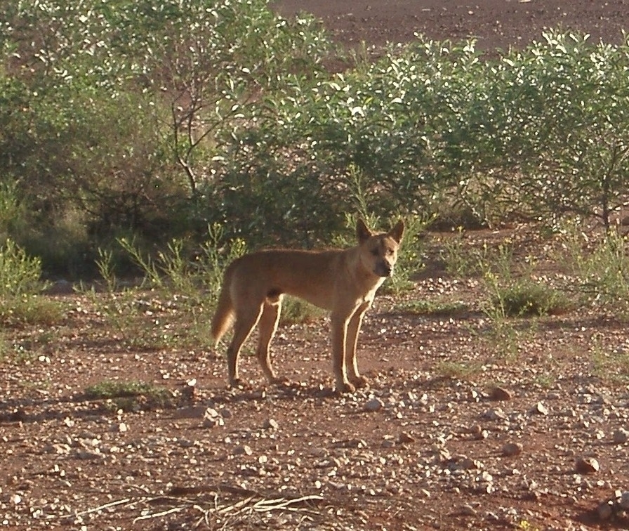 Dingo from Tanami NT 0872, Australia on March 13, 2004 at 08:58 AM by ...