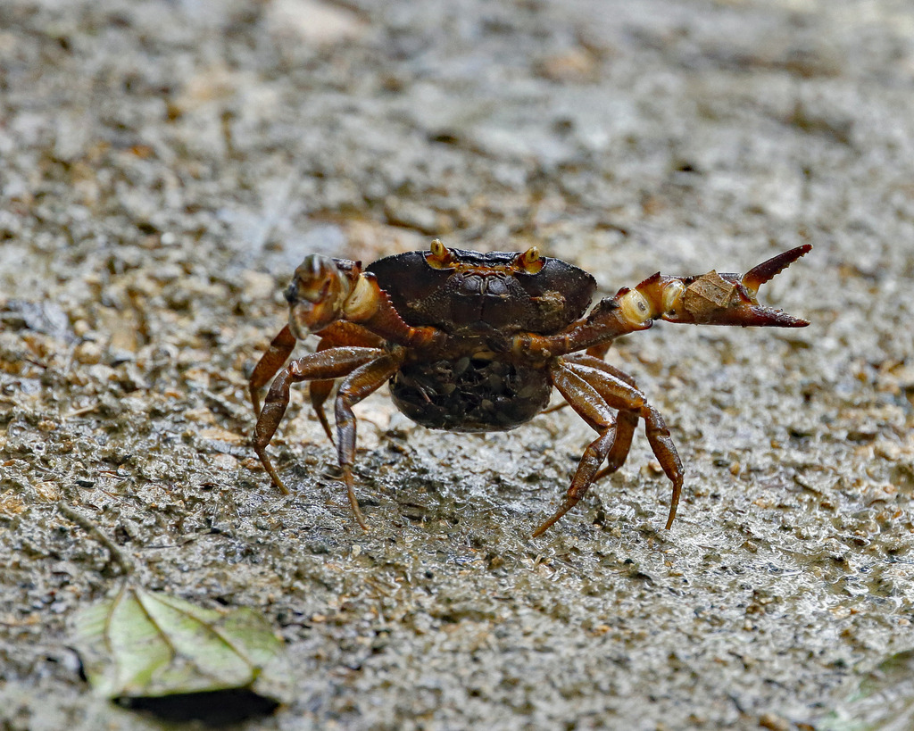 Neotropical Freshwater Crabs from Buenaventura, Ecuador on November 23 ...