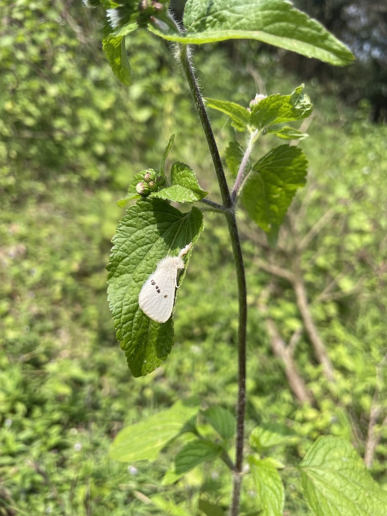 Nygmiini from Madikeri, Kodagu, KA, IN on October 21, 2023 at 12:56 PM ...
