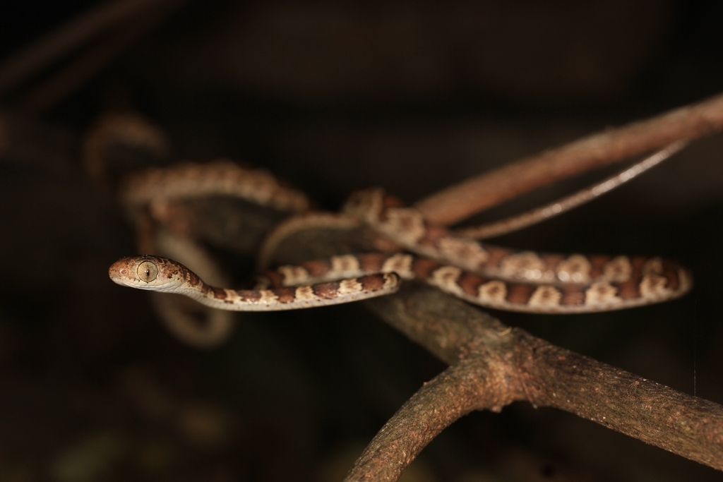 Central American Tree Snake from R9QM+G74, Provincia de Guanacaste ...
