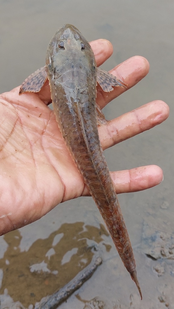 (Loricariichthys brunneus) - Marine Life Identification