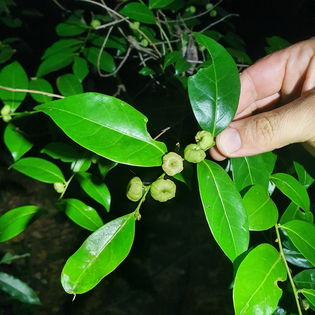 Cheese Tree from Chapel Hill QLD 4069, Australia on October 19, 2023 at ...
