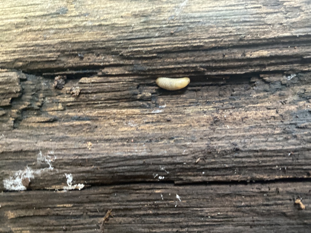 Hedgehog Slug from PA-309 S, Glenside, PA, US on October 30, 2023 at 09 ...