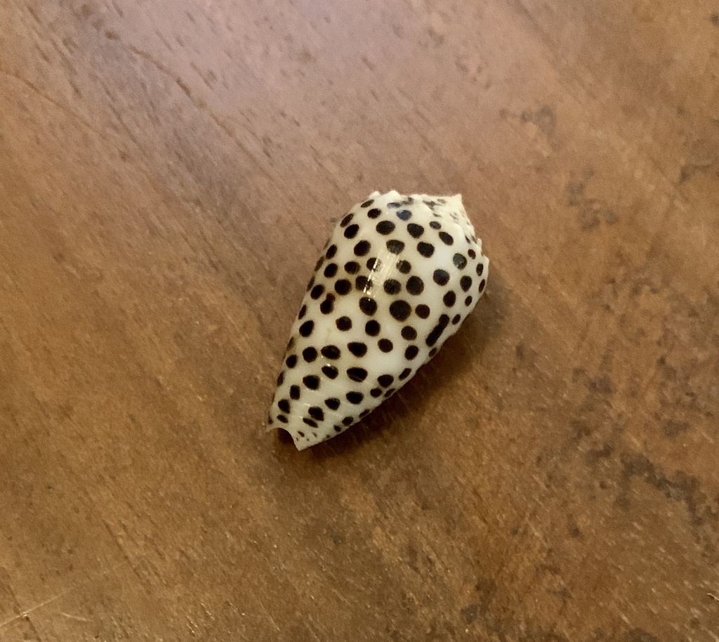 Flea-bitten Cone from Selat Badung, Bali, ID on October 30, 2023 at 08: ...