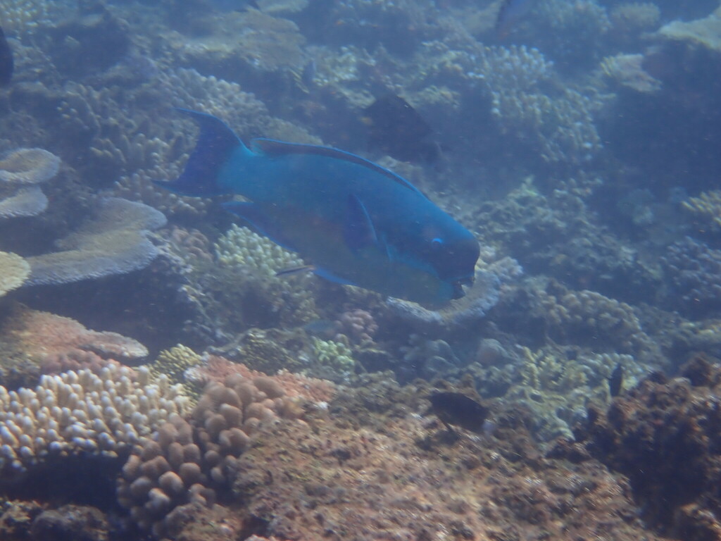 Steephead Parrotfish from John Brewer Reef, QLD, Australia on October ...