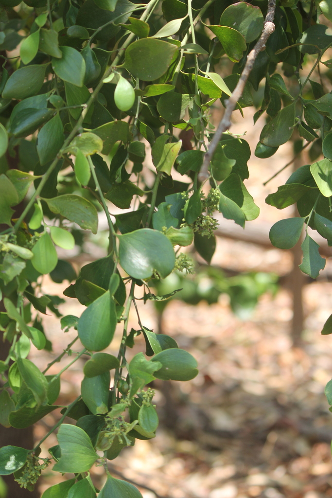 Broad Leaved Native Cherry from Darwin NT, Australia on October 27 ...