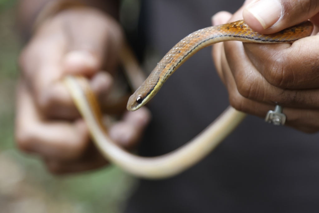 Mount Ambre Water Snake in October 2023 by Garth Wimbush · iNaturalist