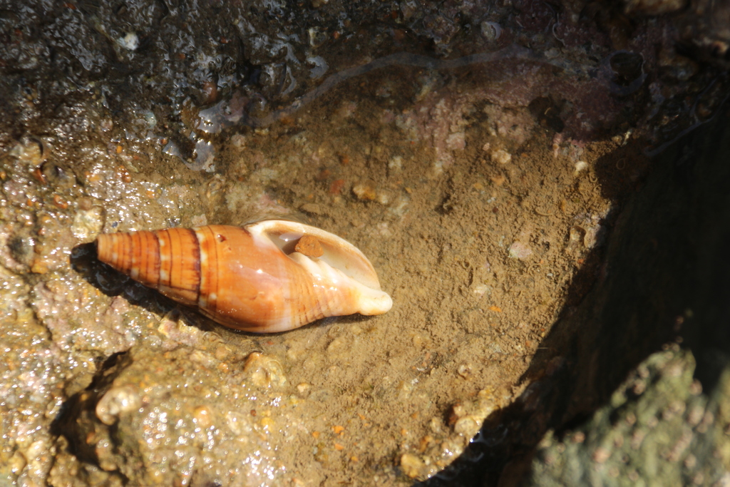 Isara chinensis from 中国山东省青岛市即墨区 on October 29, 2023 at 12:19 PM by ...