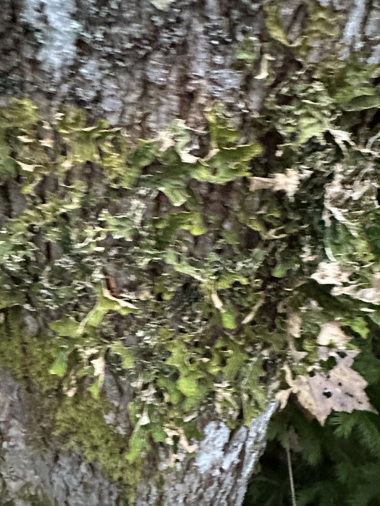 Tree Lungwort from Dalem Lake, NS, Canada on October 27, 2023 at 05:34 ...