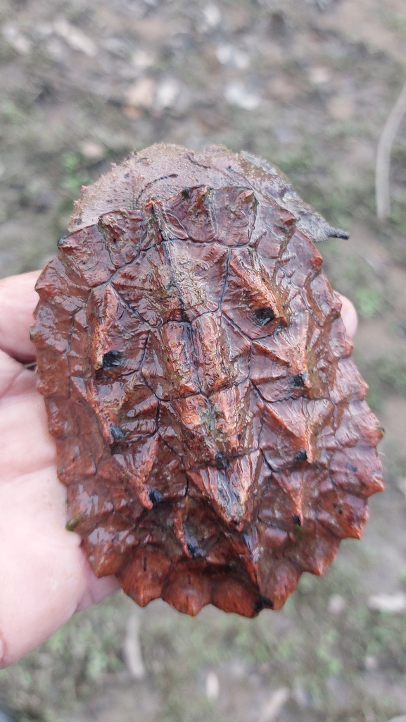 Matamata del Orinoco desde Villanueva, Casanare, Colombia el 29 de ...