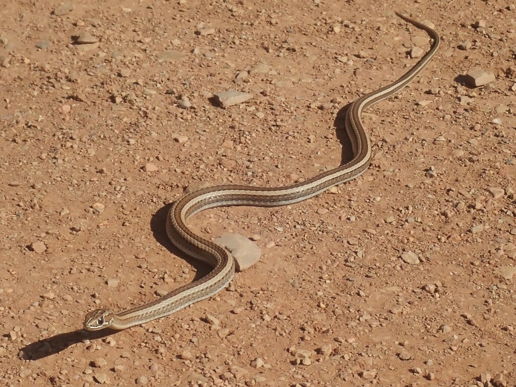 Cross-marked Sand Snake from Ehlanzeni District Municipality, South ...
