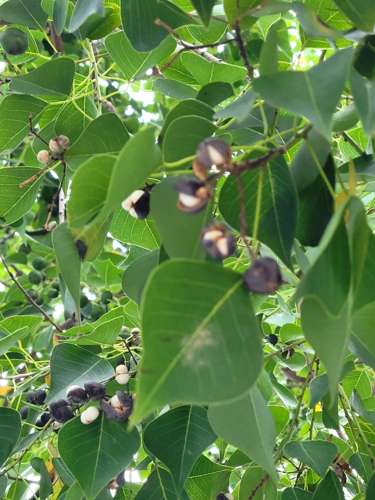 Chinese Tallow from 112台灣台北市北投區林泉里 on October 28, 2023 at 12:35 PM by ...