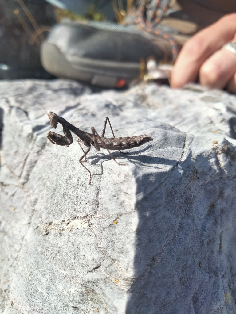 Amelid Mantises from Δημοτική Κοινότητα Νάουσας, Νάουσα, Greece on ...