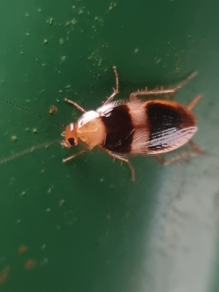 Anaplecta vittata from Lp 57, Singapore on August 20, 2023 at 08:16 PM ...