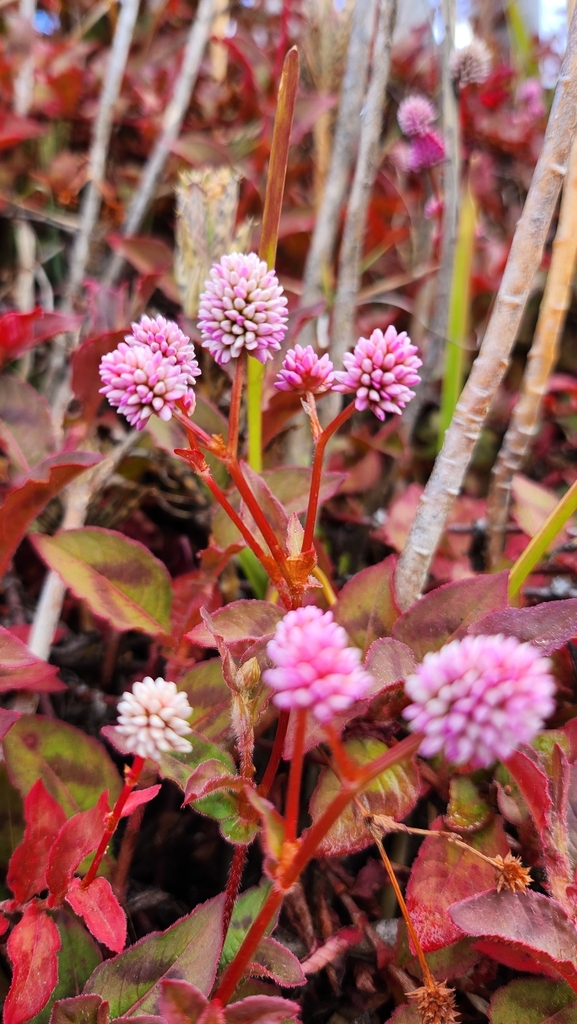 pink knotweed from Longueville NSW 2066, Australia on October 27, 2023 ...