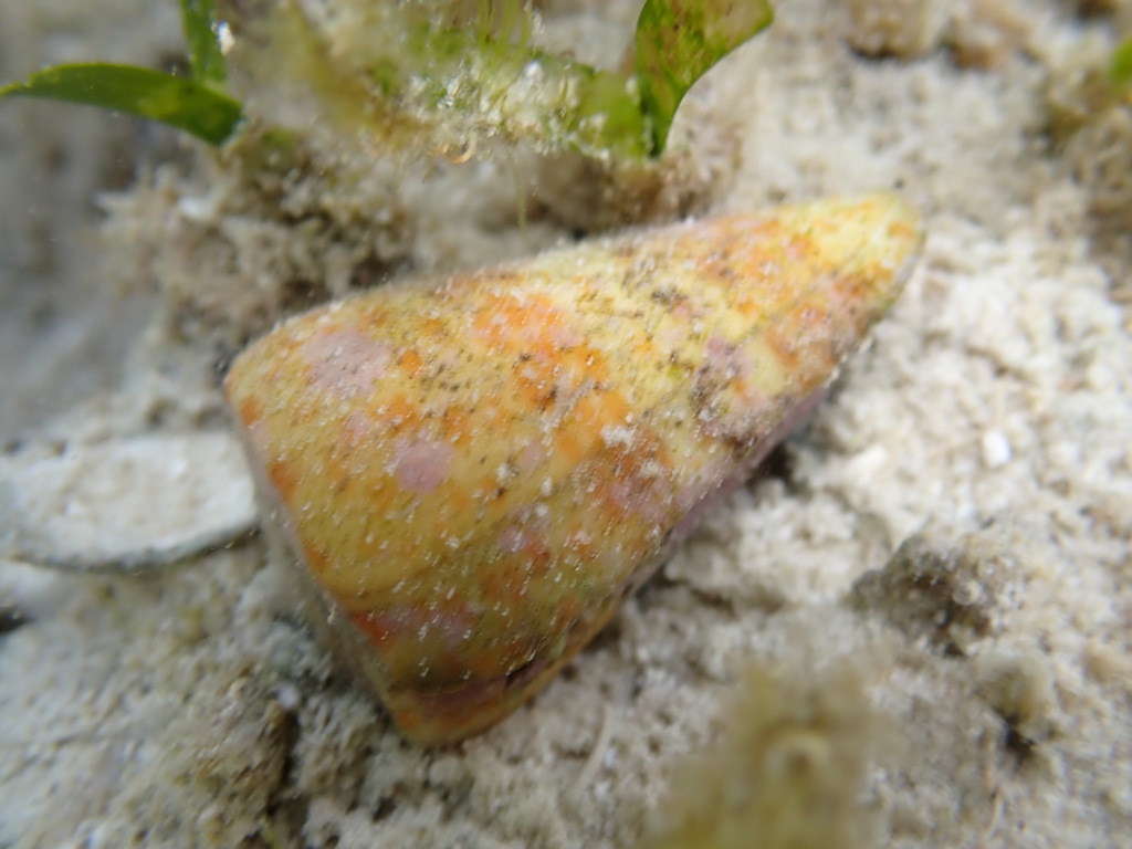 Tessellate Cone from Kilwa, TZ-LI, TZ on October 28, 2023 at 10:29 AM ...