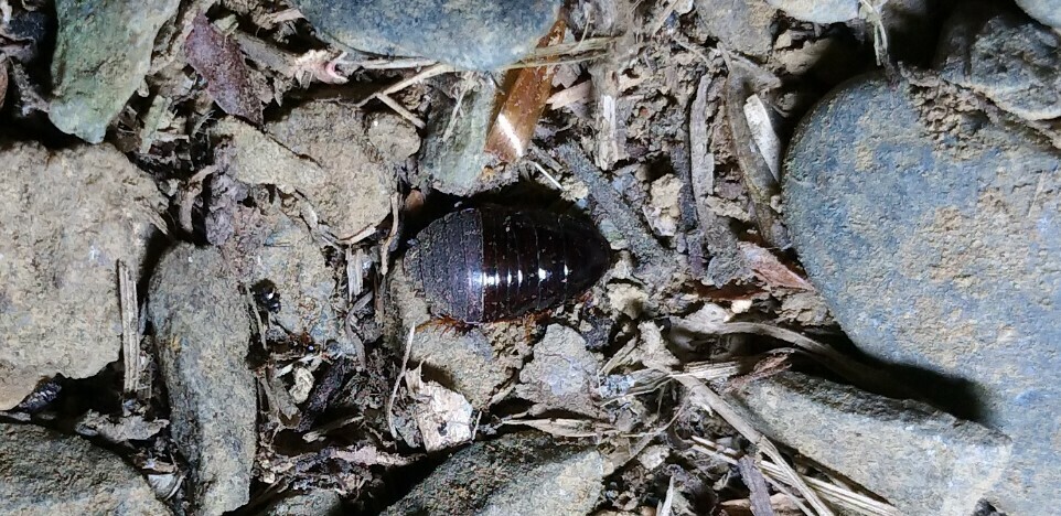 Pycnoscelus from 423台灣台中市東勢區 on October 22, 2023 at 01:20 AM by 紫狸子 ...