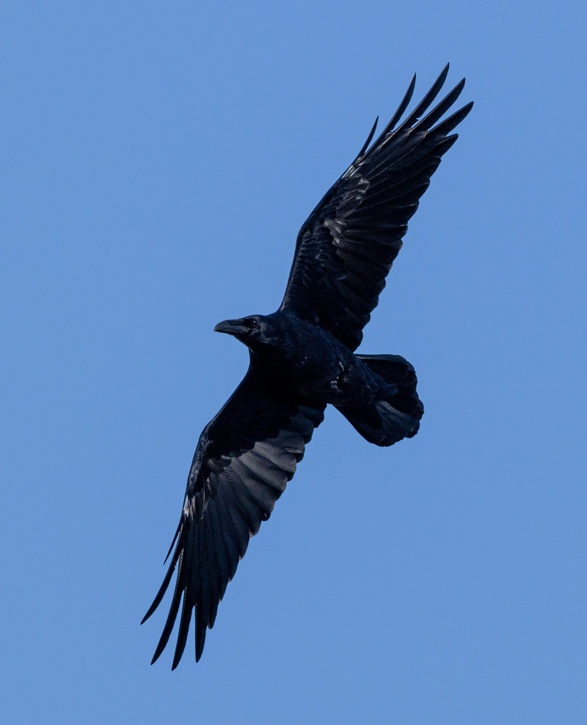 Common Raven from Presidio of San Francisco, San Francisco, CA, USA on ...