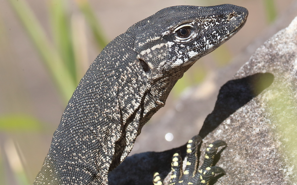 Southern Heath Monitor from Sydney NSW, Australia on October 29, 2023 ...