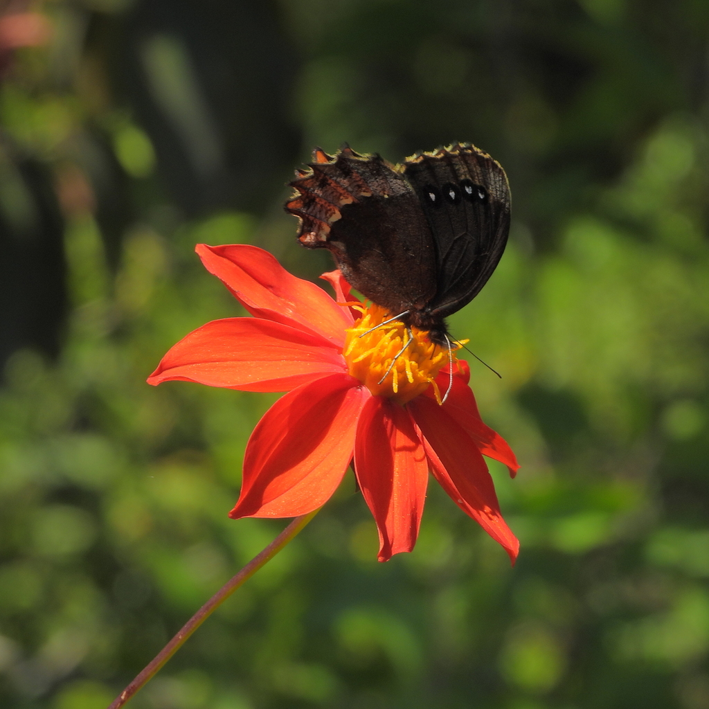 Red-bordered Satyr from Cd. de México, México on September 23, 2023 at ...