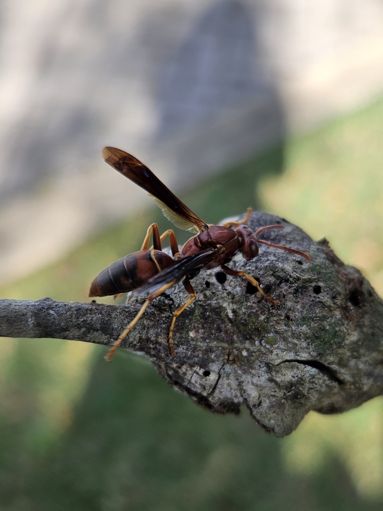 Northern Paper Wasp from Ave Maria, FL 34142, USA on October 30, 2023 ...