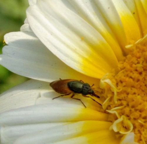 Genus Rhinia · iNaturalist