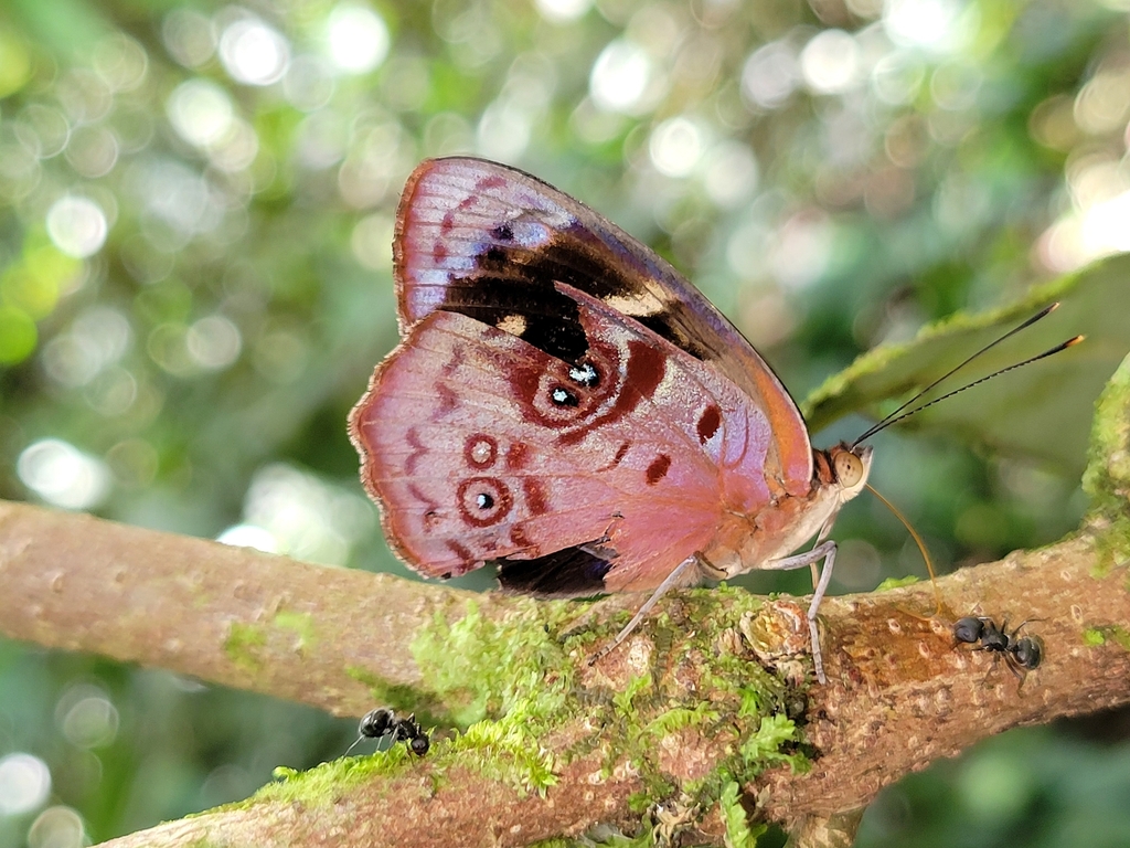 Eunica orphise from Jambeli, Ecuador on October 12, 2023 at 01:35 PM by ...