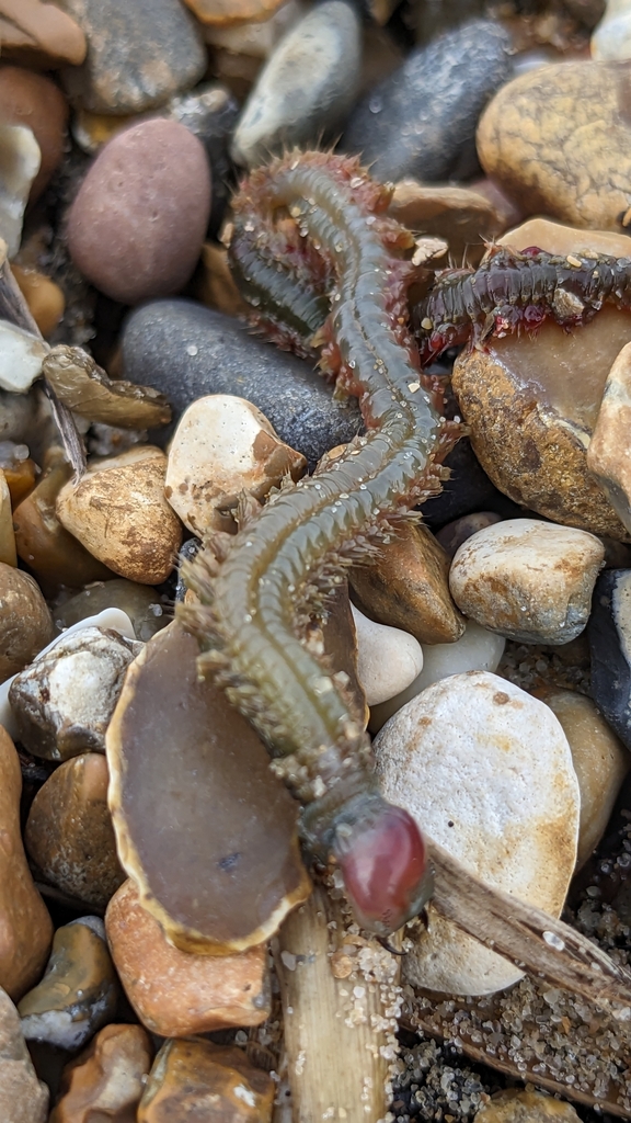Clam Worm from W8J9+RW, Felixstowe, UK on October 30, 2023 at 01:28 PM ...