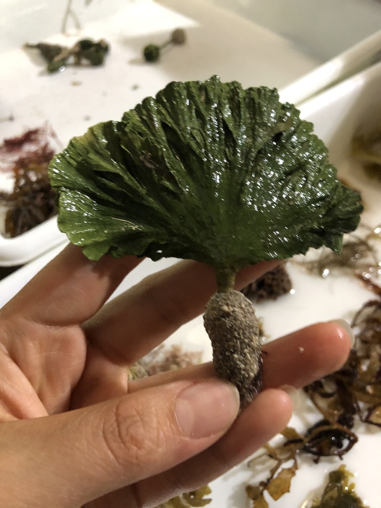 Mermaid's Fan (Udotea) - Botanical Realm